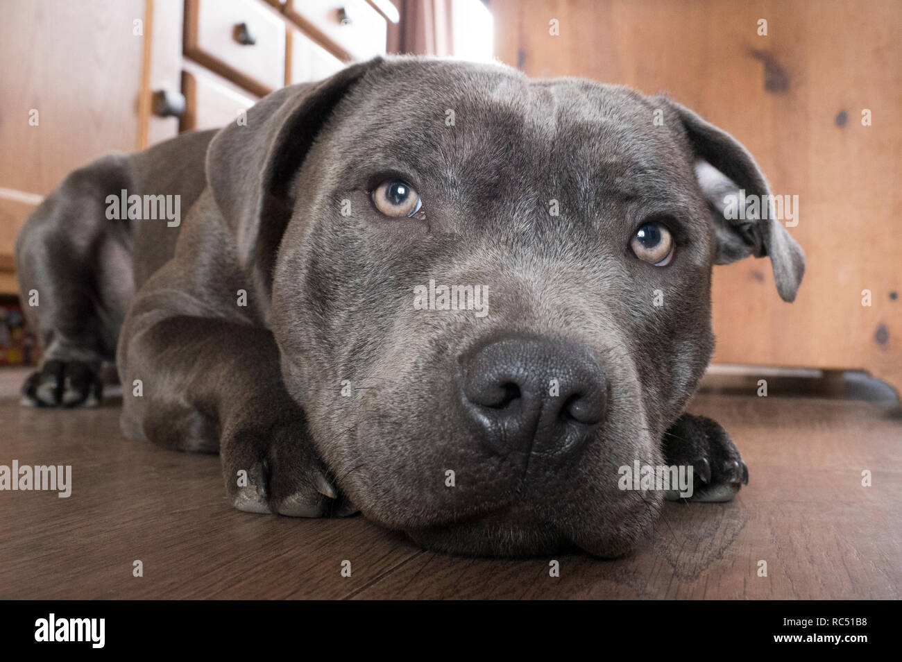 Blue staffy hi-res stock photography and images - Alamy