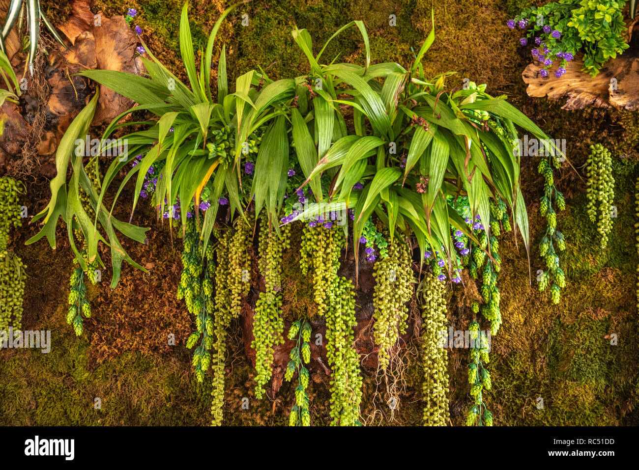 Decorative living wall plantscape at the Esplanade on Worth Avenue in ...