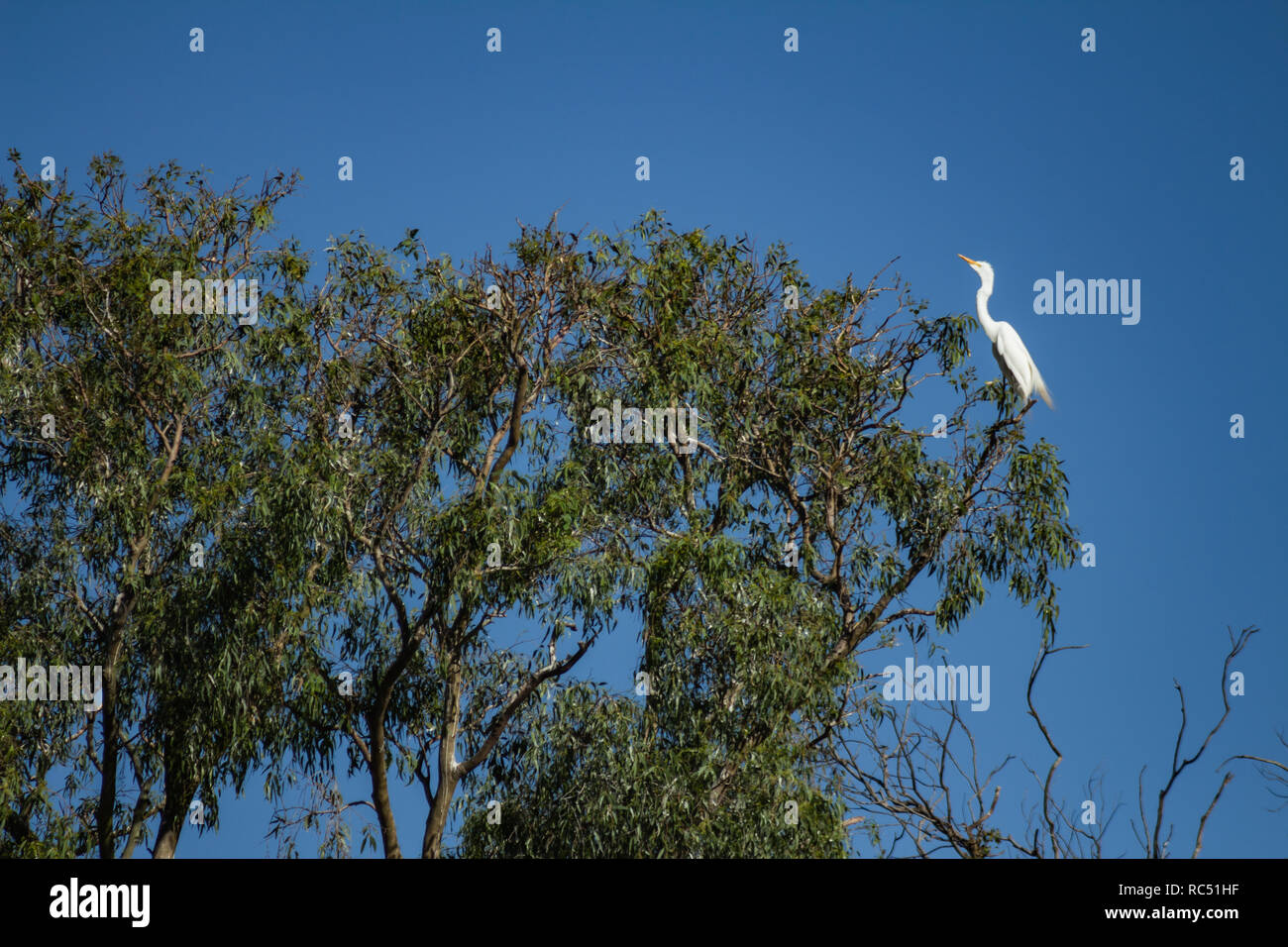 Huge white bird on a tree. Wild bird Stock Photo - Alamy