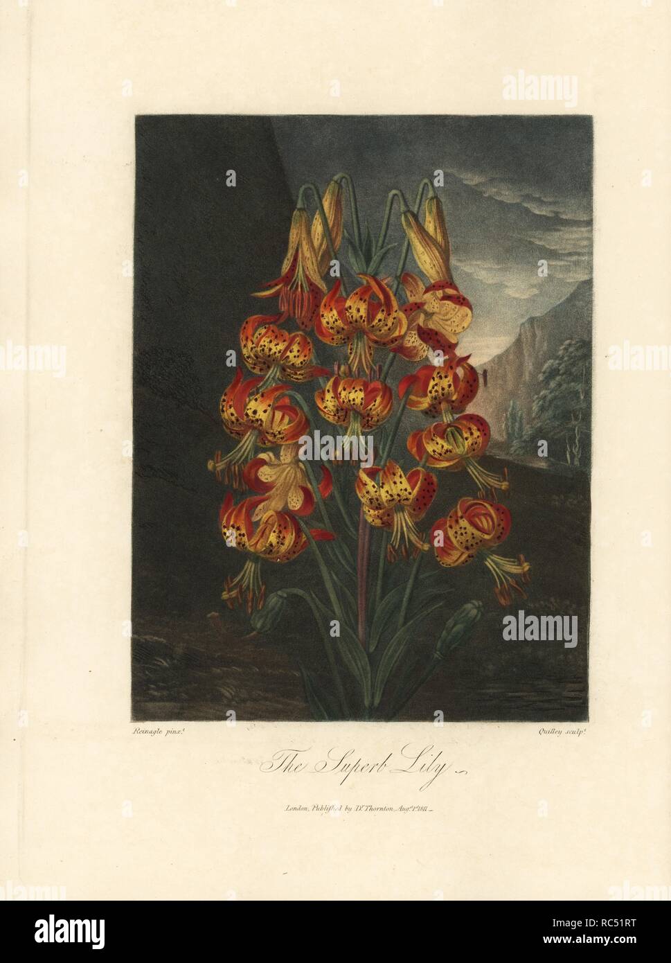 Superb lily, Lilium superbum. Painted by Philip Reinagle, engraved by Quilley. Handcoloured ...