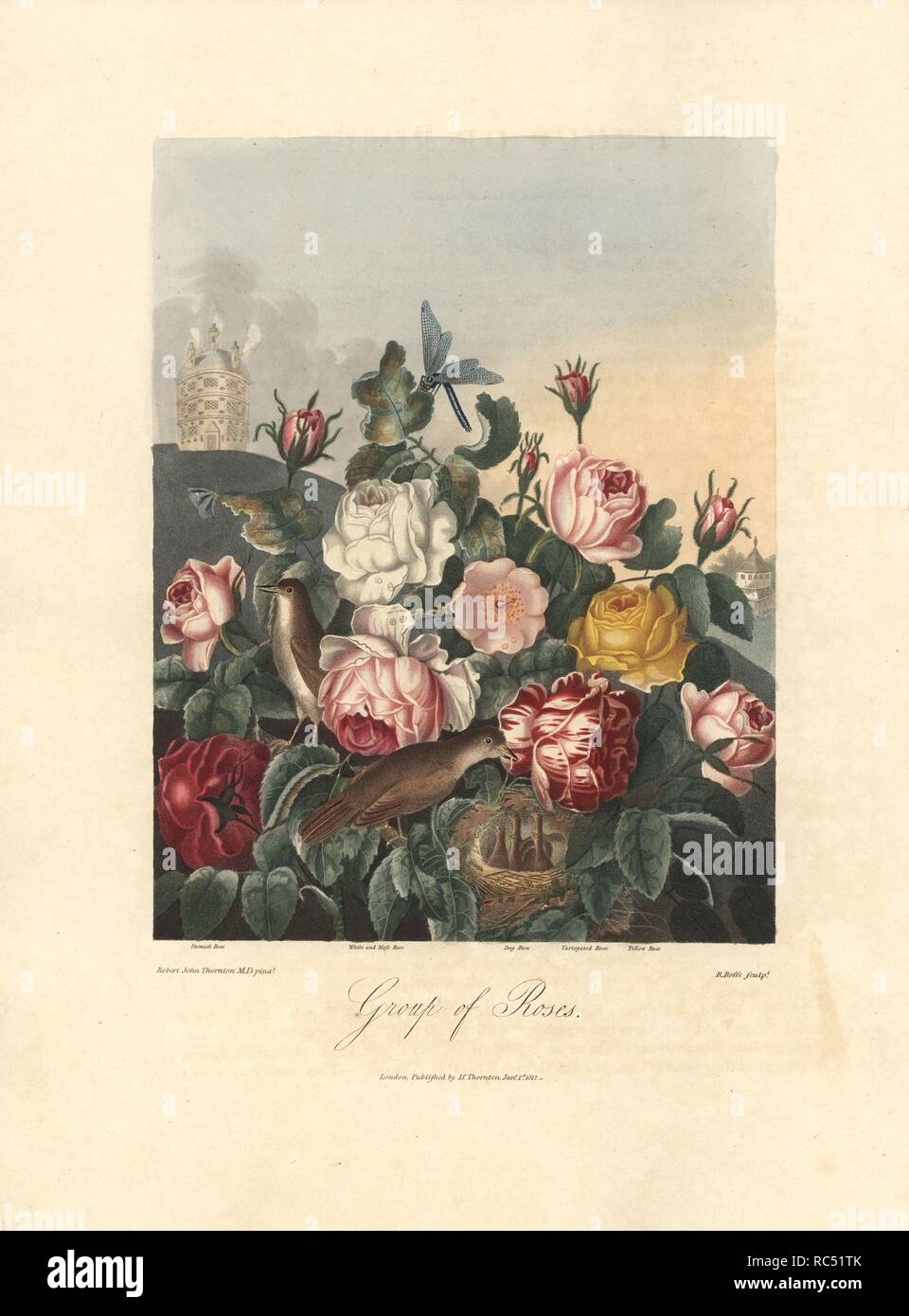 Damask rose illustrations hi-res stock photography and images - Alamy