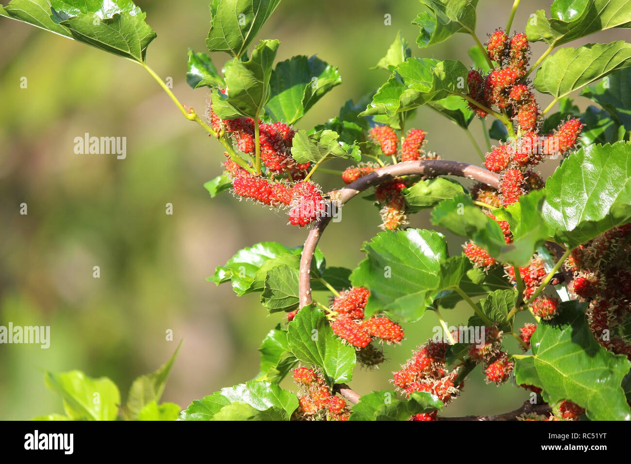 pile of mulberry fruit on tree in organic farm Stock Photo - Alamy
