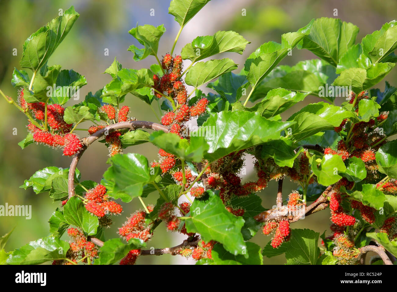 pile of mulberry fruit on tree in organic farm Stock Photo - Alamy