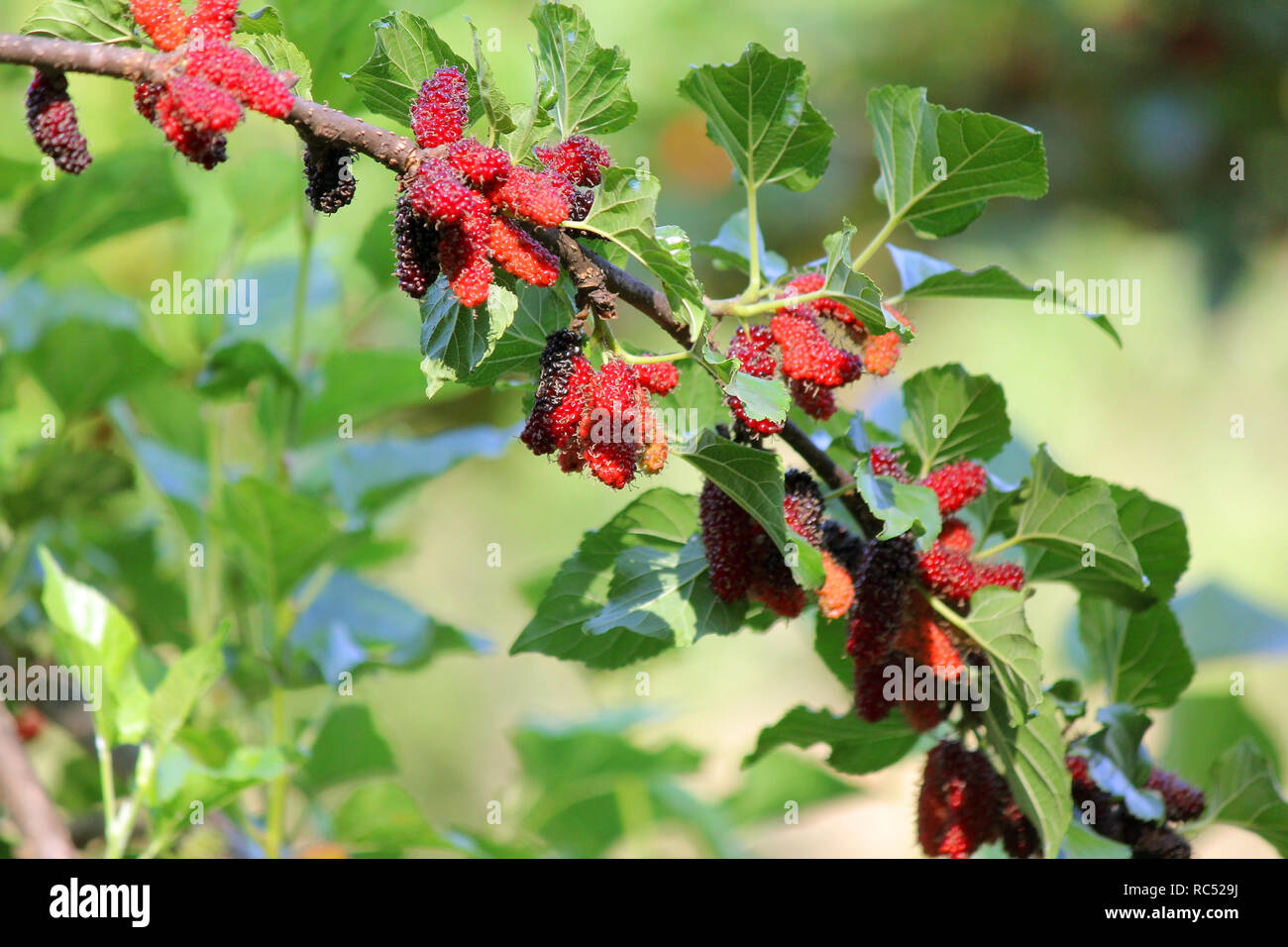 pile of mulberry fruit on tree in organic farm Stock Photo - Alamy