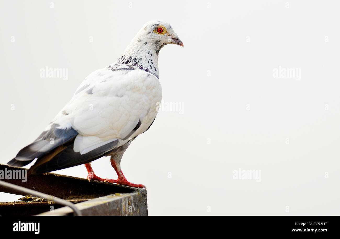 Pigeons street light animal wildlife hi-res stock photography and ...