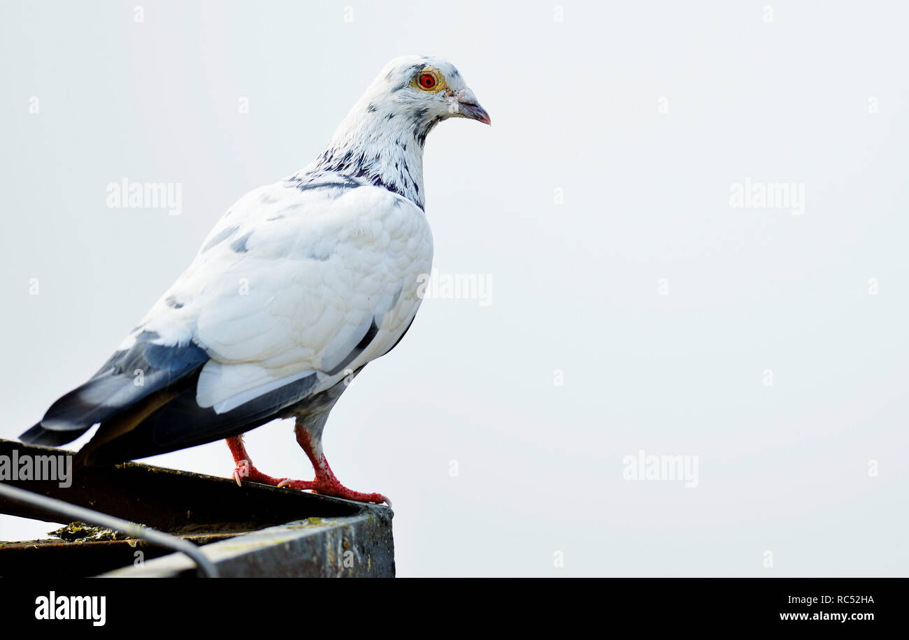 Pigeon in morning light Stock Photo - Alamy