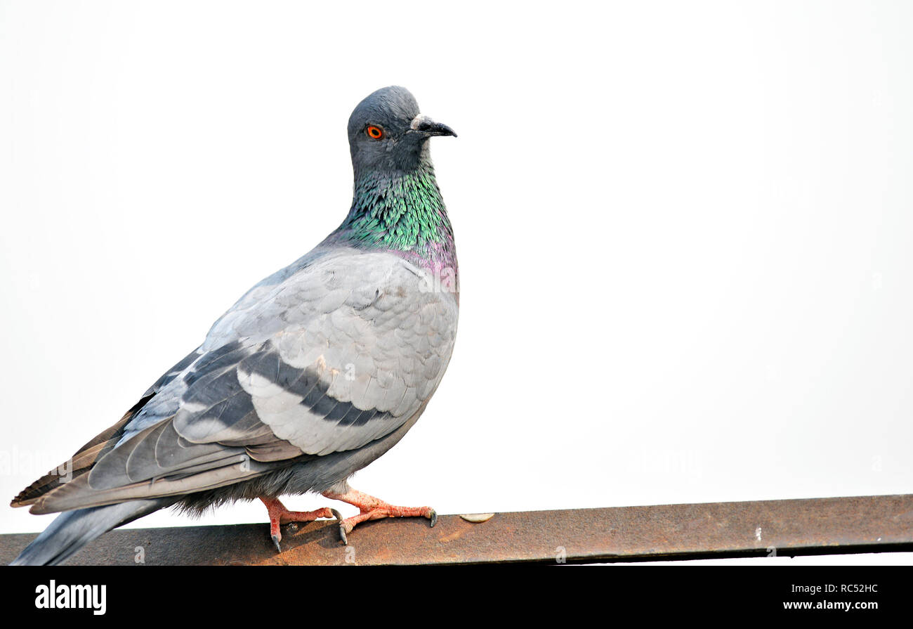 Pigeon in morning light Stock Photo - Alamy