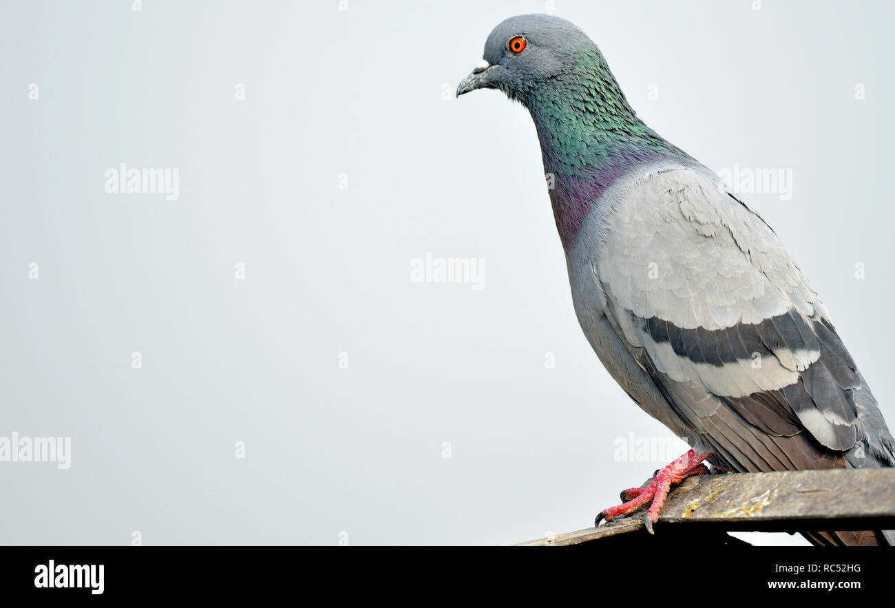 Pigeon coop city hi-res stock photography and images - Alamy