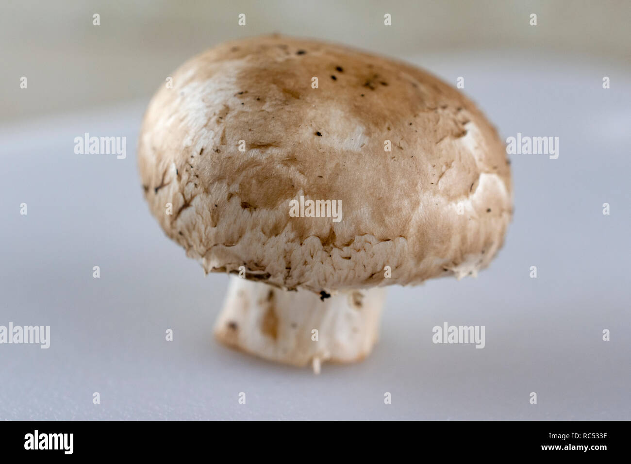 Single button mushroom close up. White foreground. Blurry background ...