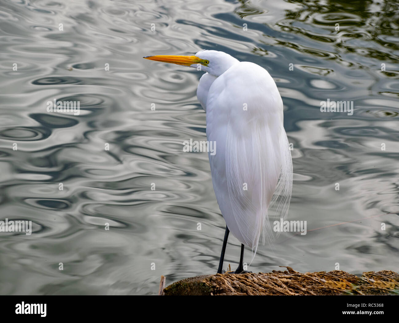 This giant white egret stands on the shore of Santee Lake in California ...