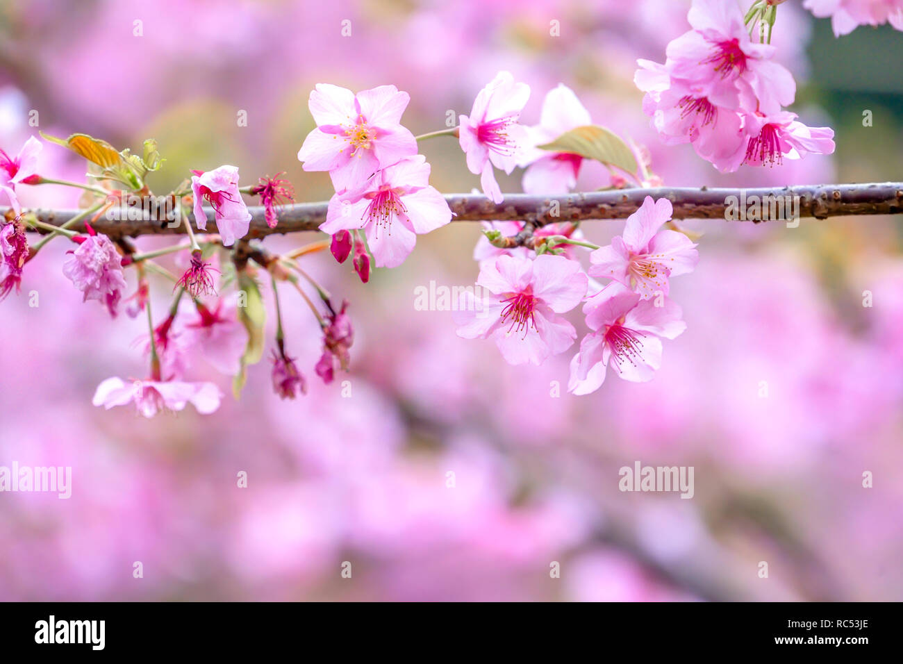 Beautiful cherry blossoms sakura tree bloom in spring over the garden ...