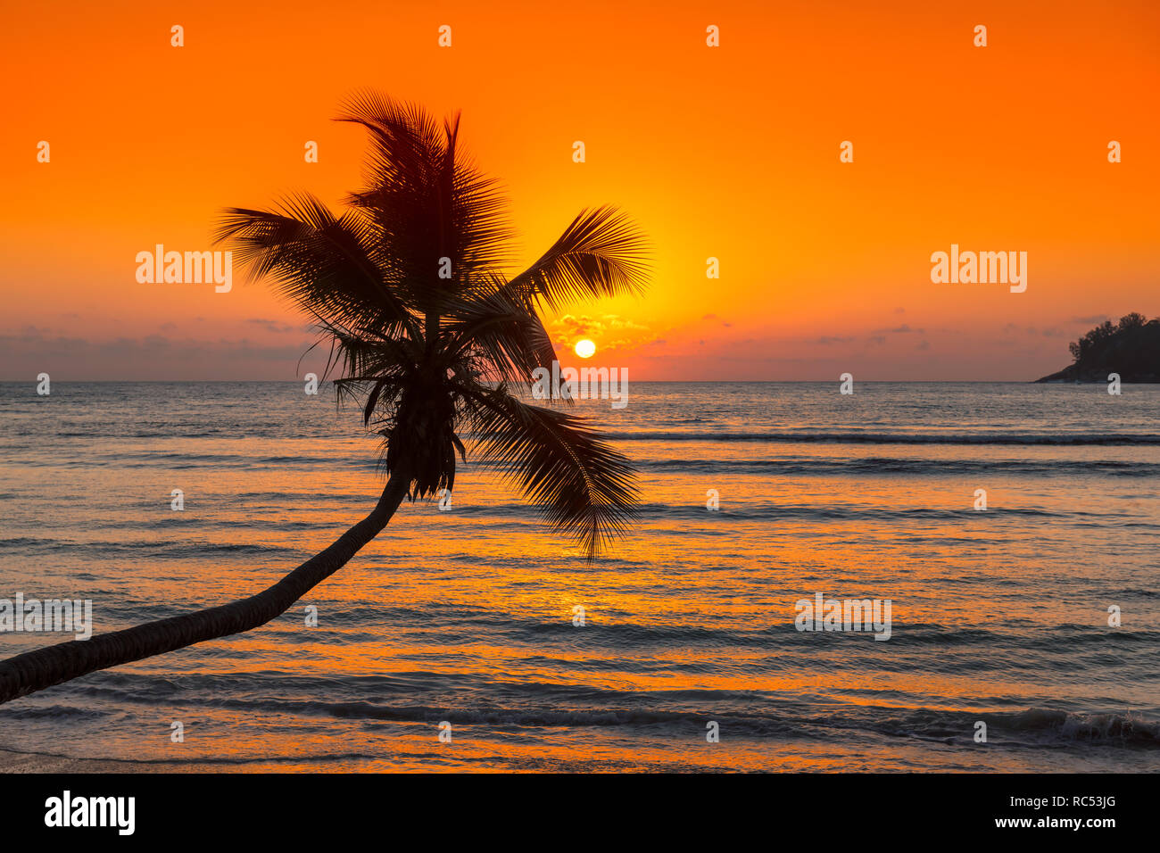Coco palm at sunset over tropical beach in Caribbean sea Stock Photo ...