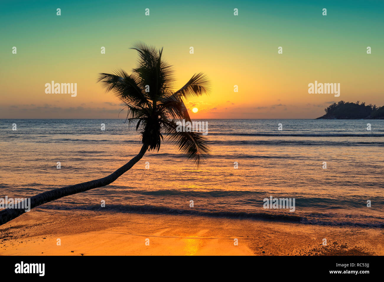 Coco palm at sunset over tropical beach in Caribbean sea Stock Photo ...