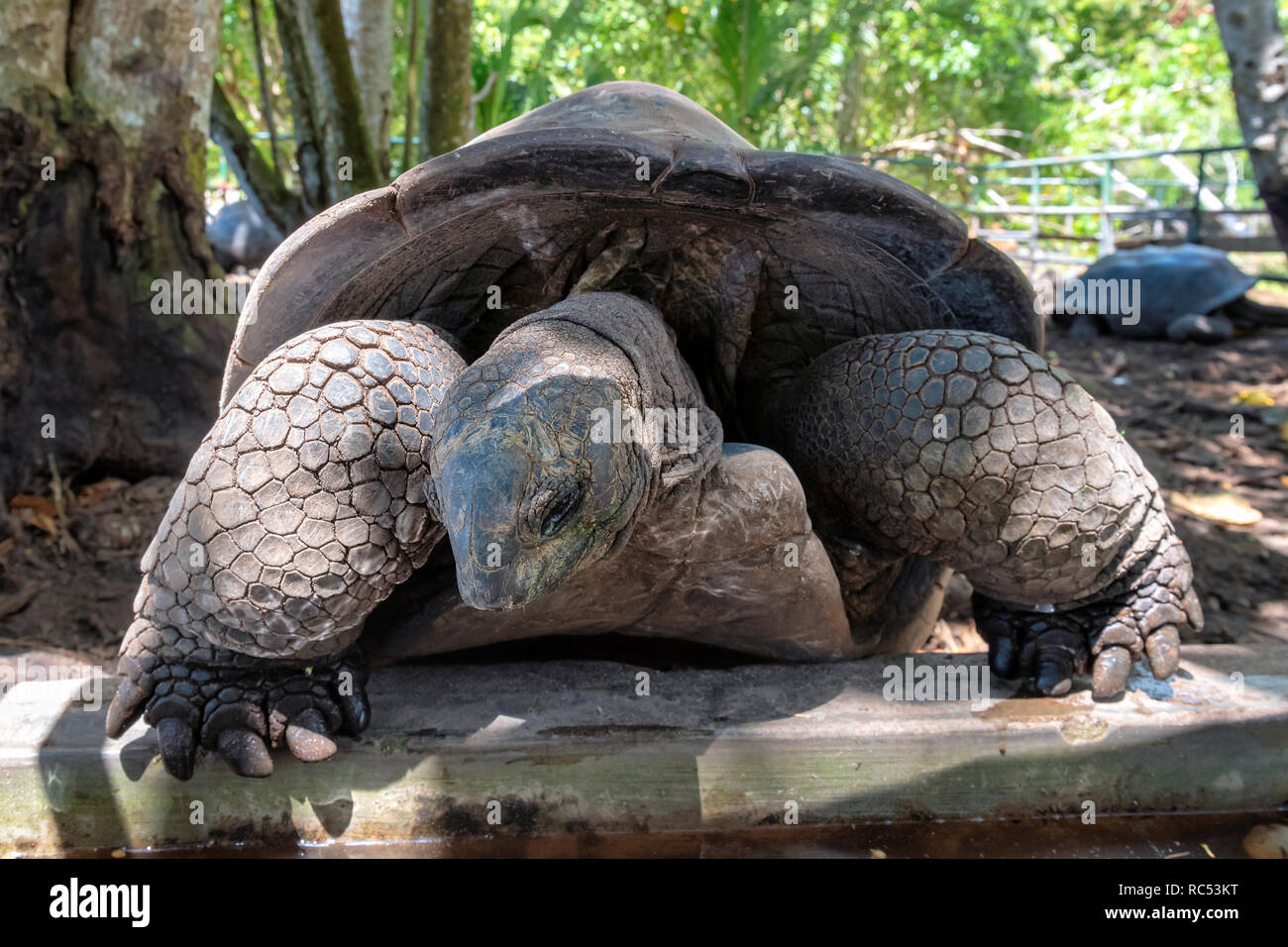 Galápagos giant tortoise head hi-res stock photography and images - Alamy