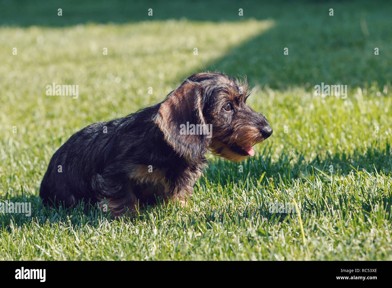 cute female of brown dwarf dachshund, purebred breeding dog in grass ...