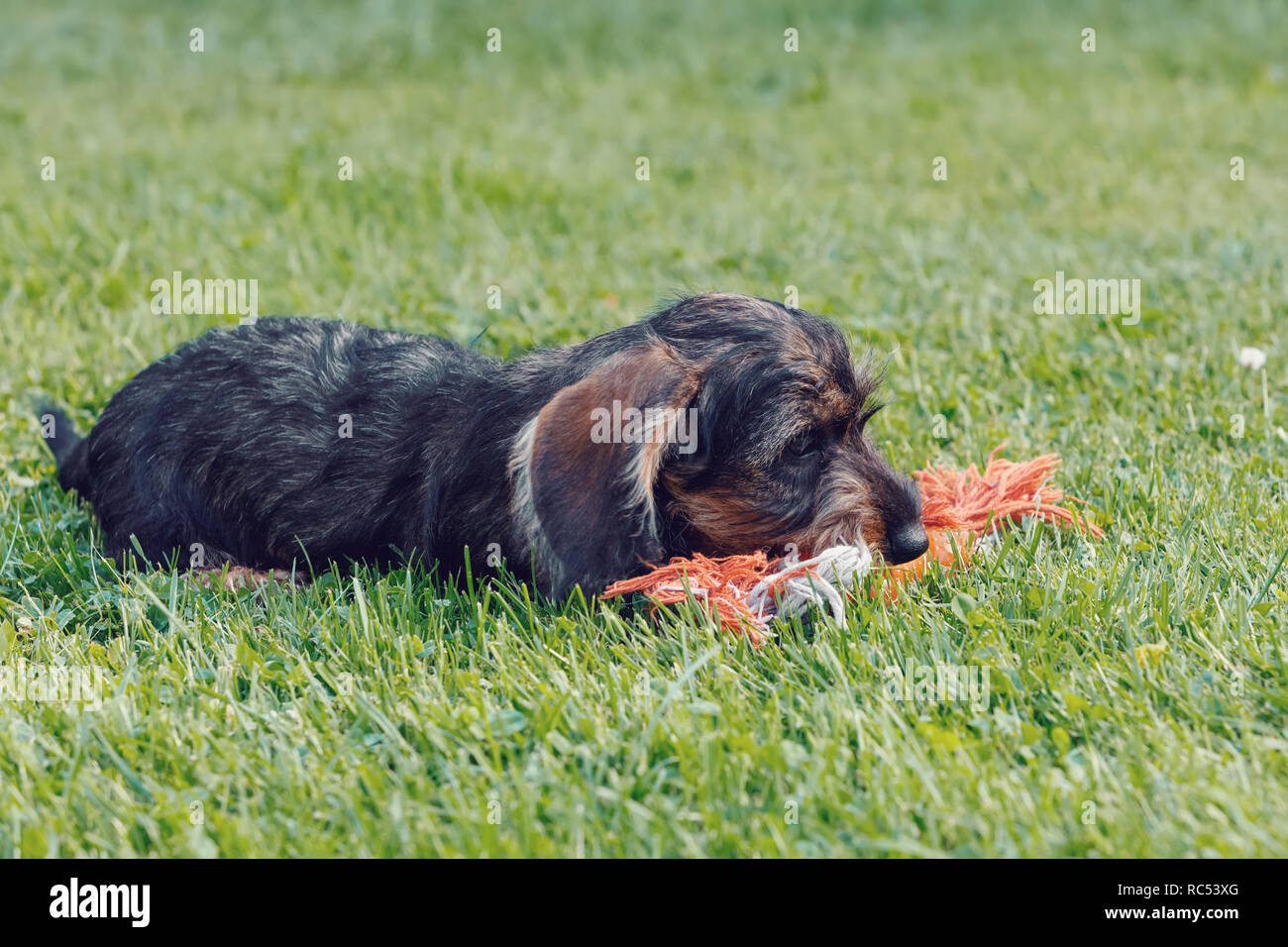 cute female of brown dwarf dachshund, purebred breeding dog in grass ...