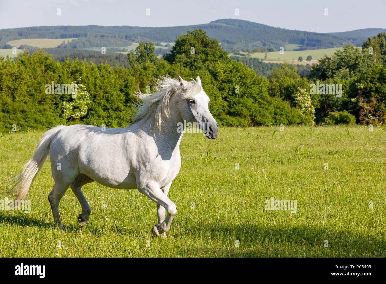 Beautiful White Horse Running