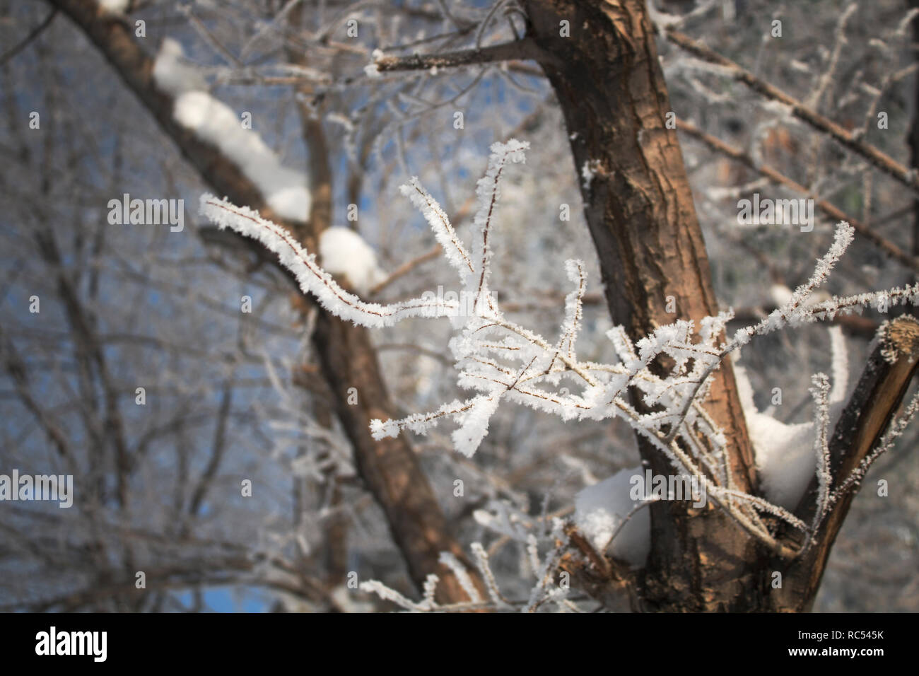 Tree under snow. Winter. Elm tree Stock Photo - Alamy
