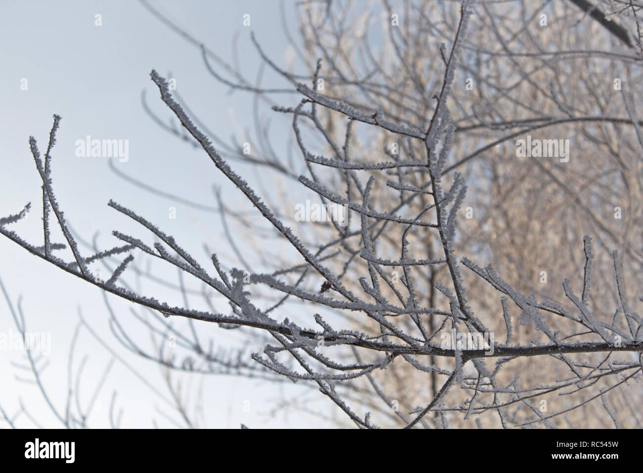 Tree under snow. Winter. Elm tree Stock Photo - Alamy