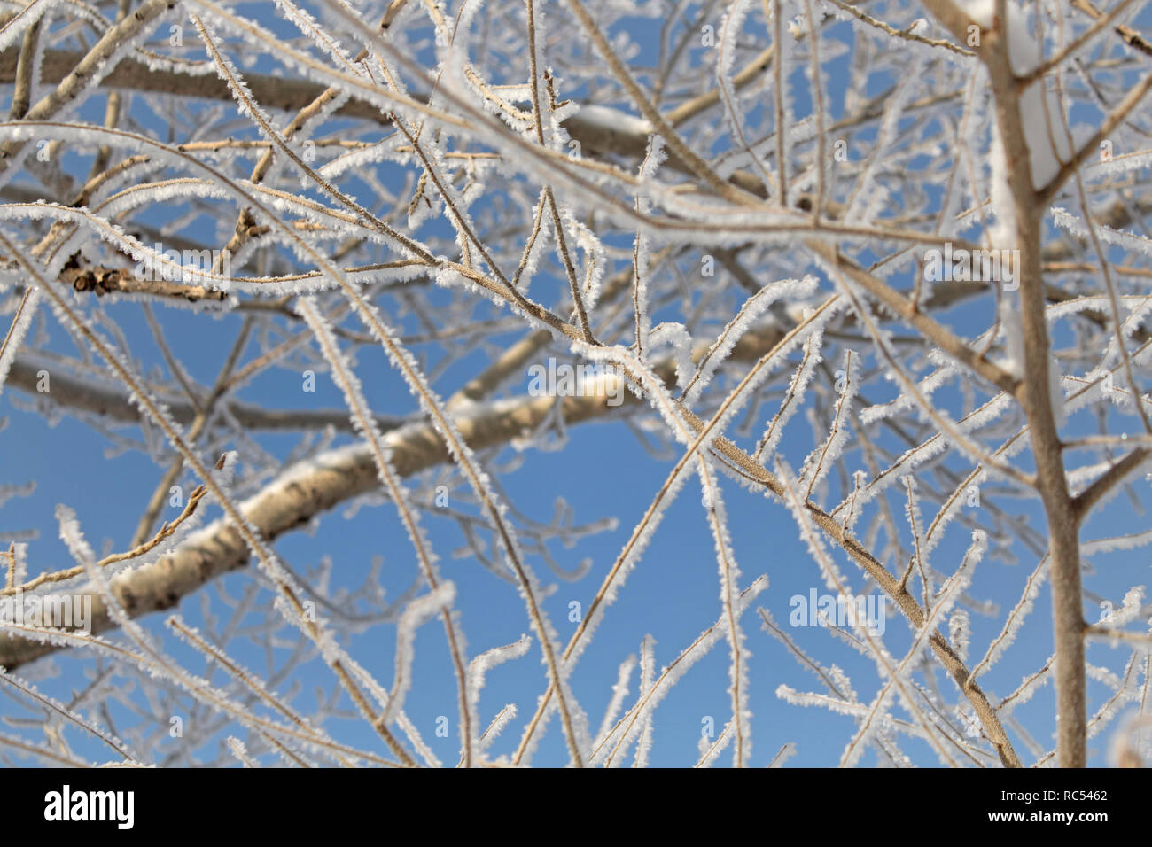 Tree under snow. Winter background. Elm tree Stock Photo - Alamy