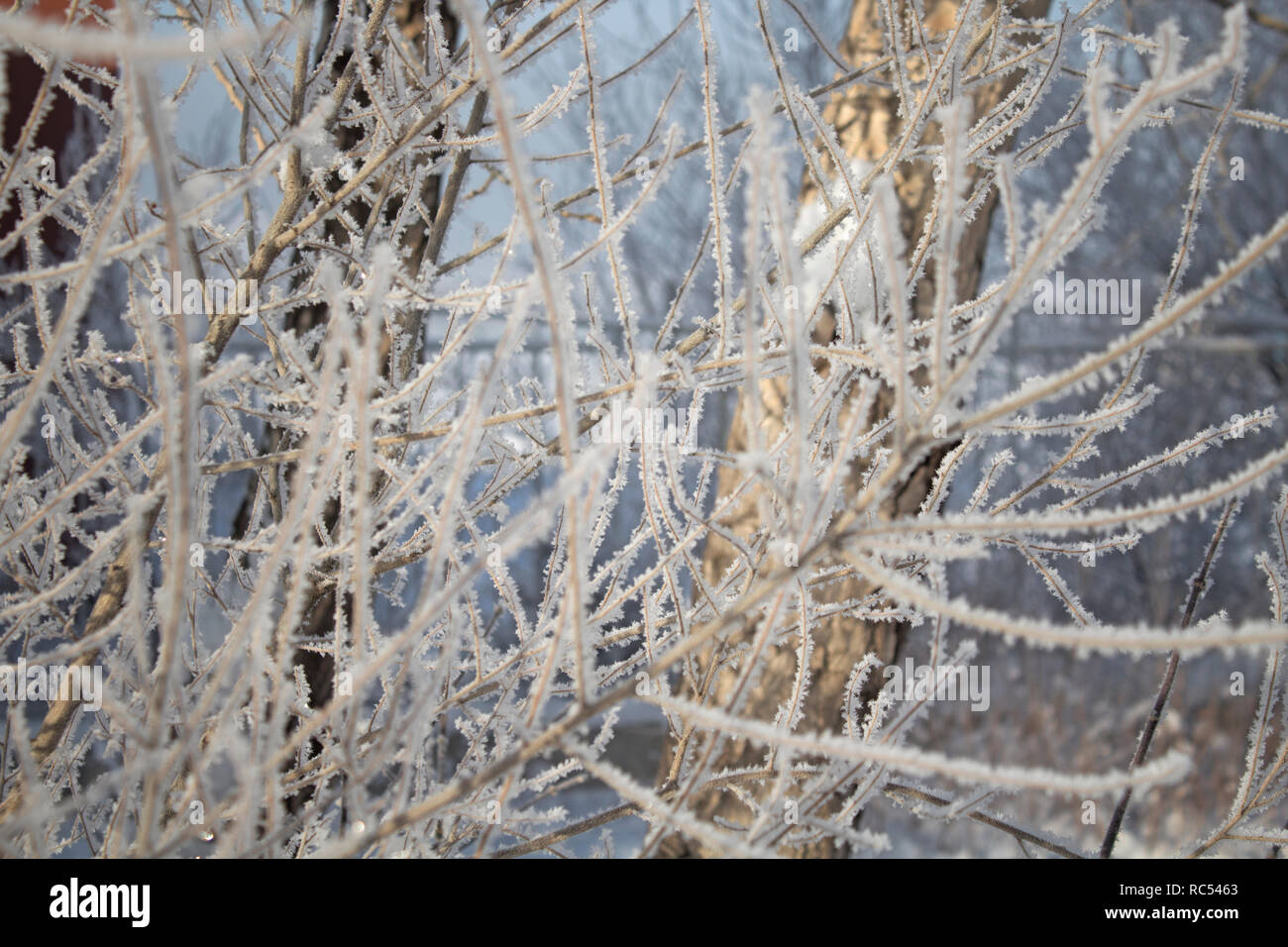 Beautiful winter tree. Elm tree under snow. Elm tree. Winter background ...