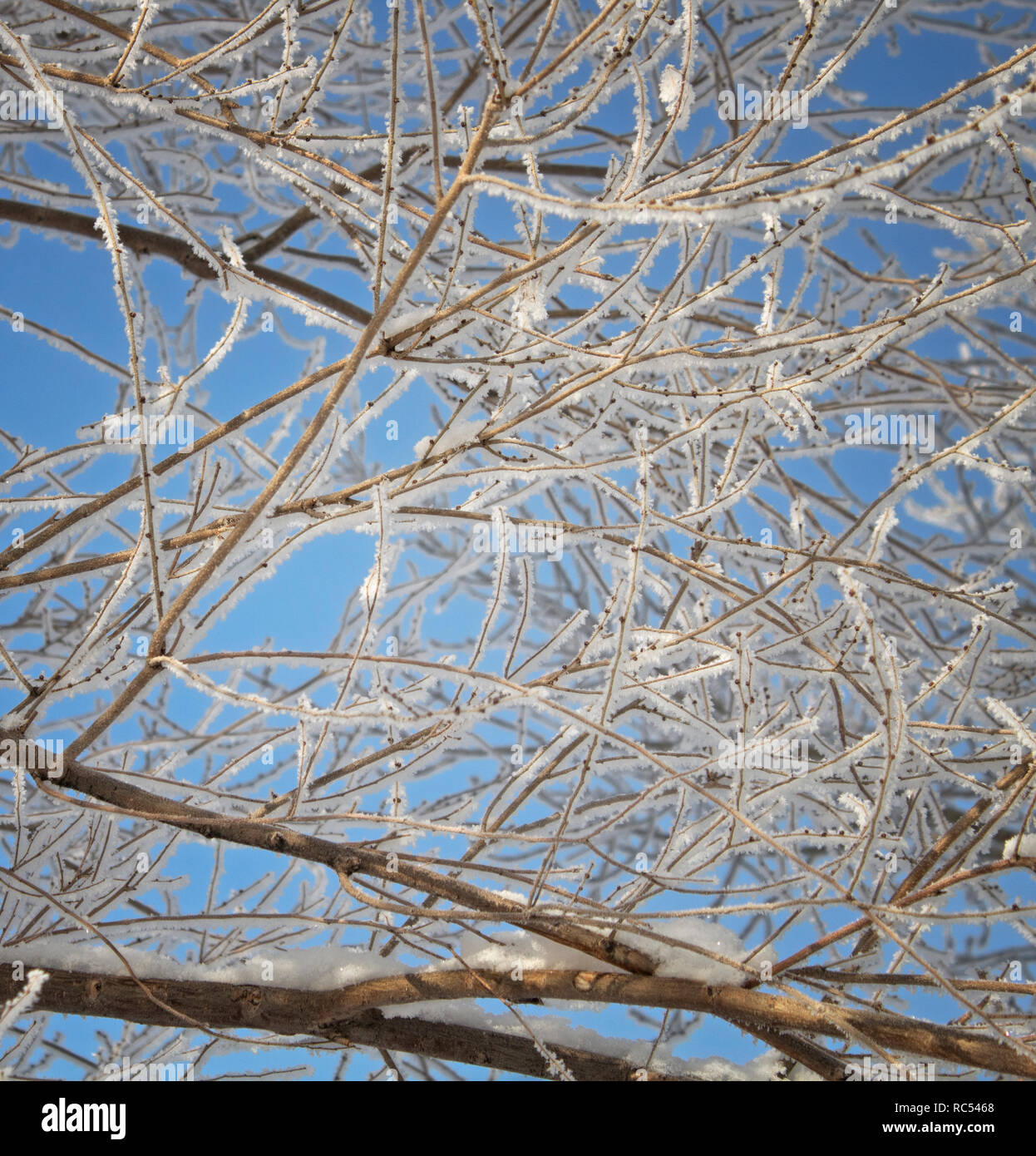 Cold winter birds hi-res stock photography and images - Alamy