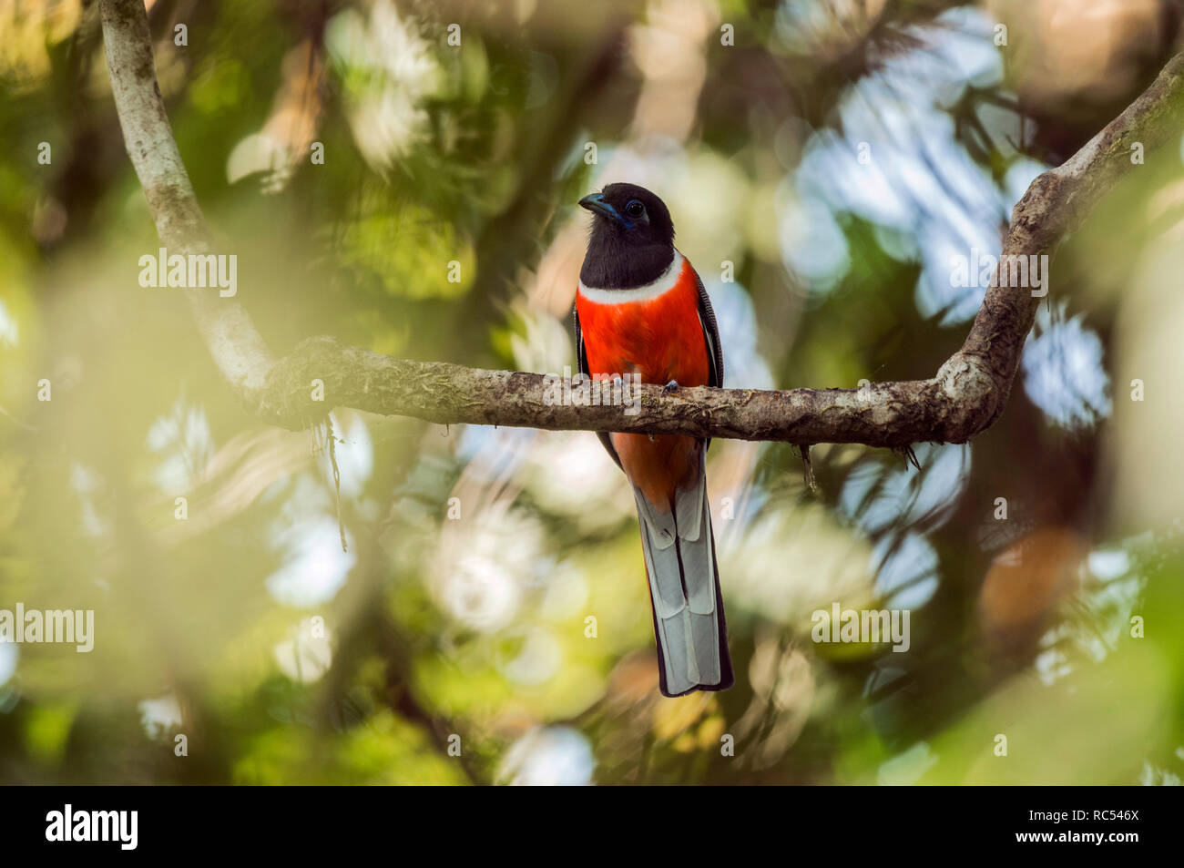 Malabar trogon india hi-res stock photography and images - Alamy