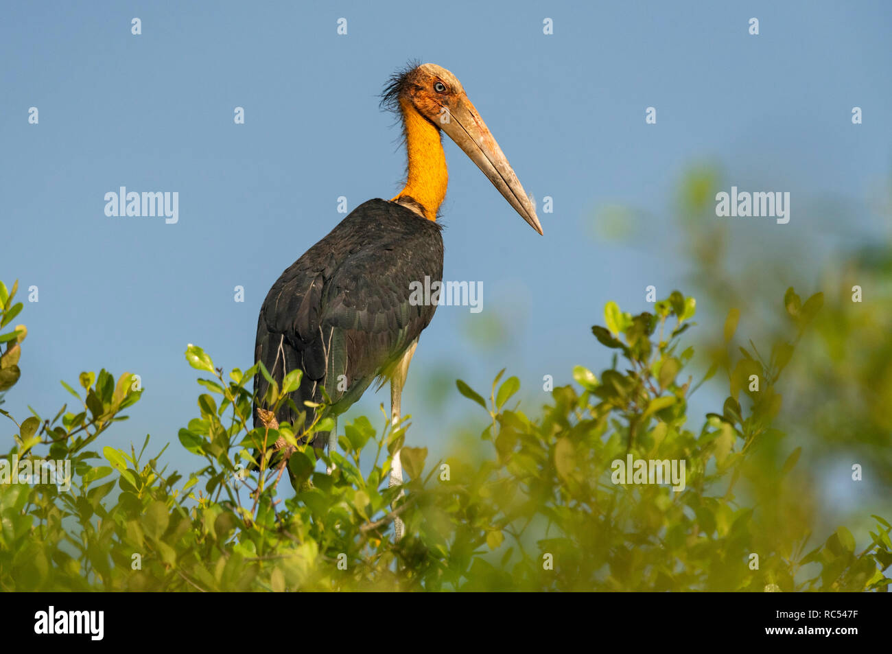 Lesser Adjutant Stork, Leptoptilos javanicus, Goa, India Stock Photo ...