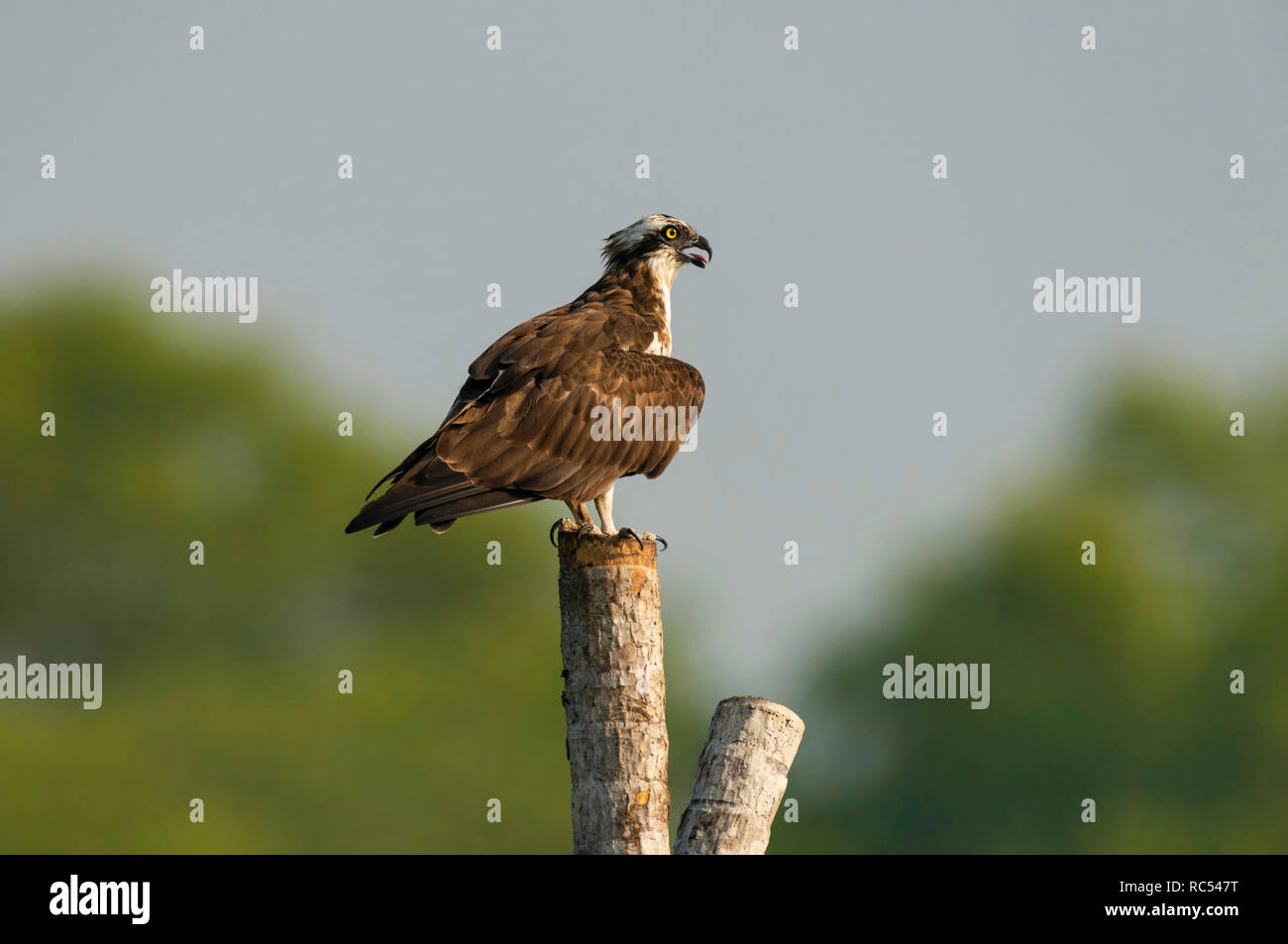 Osprey india hi-res stock photography and images - Alamy