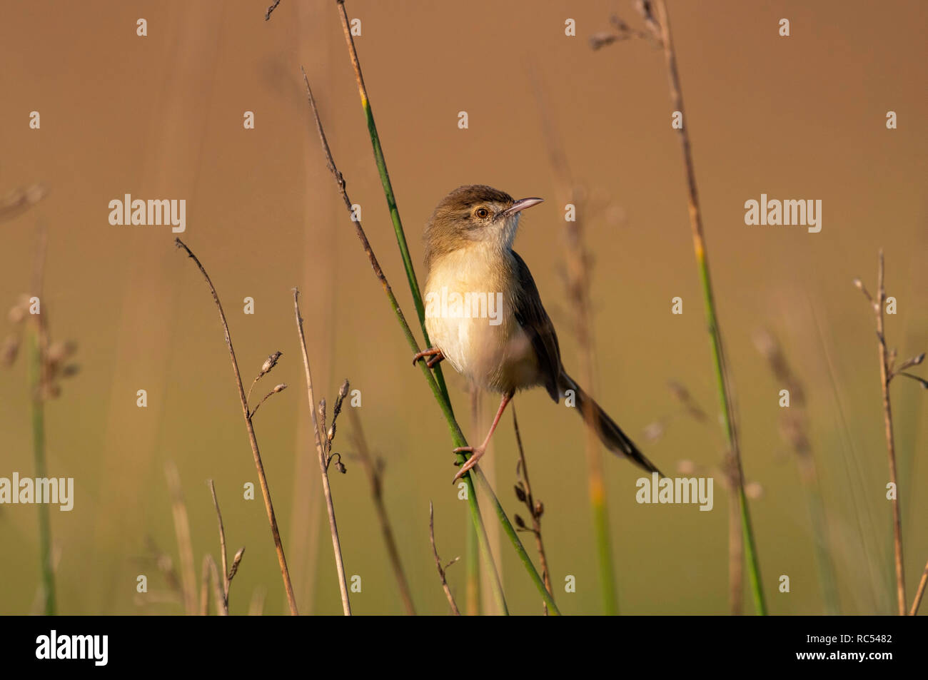 Plain prinia, Prinia inornata, Ghansoli, Maharashtra, India Stock Photo ...