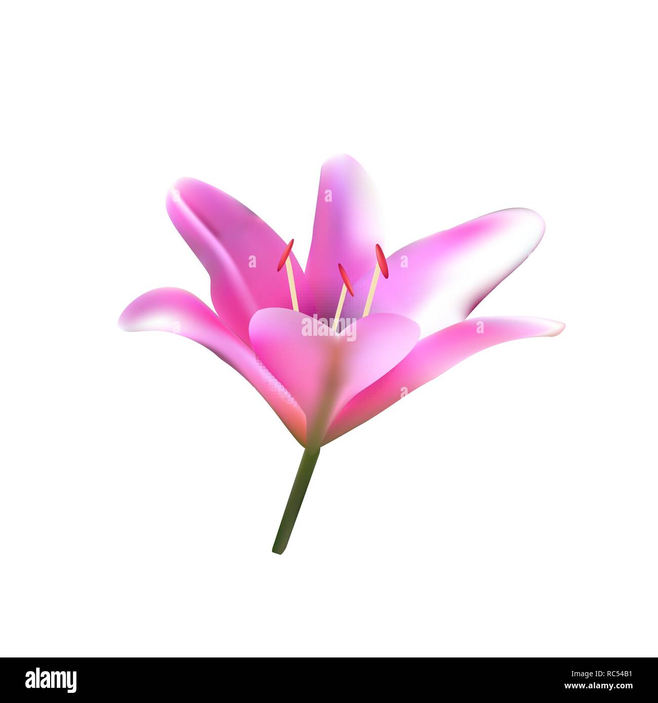 Pink lilia. Vector illustration Beautiful flowers bloom Stock Vector ...