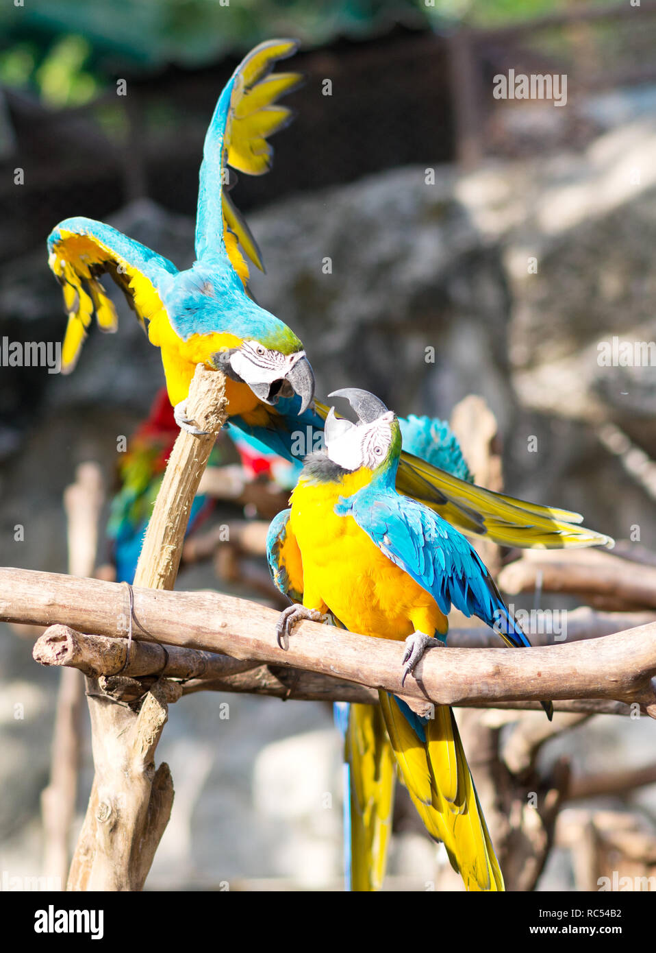 Group of parrots Stock Photo - Alamy
