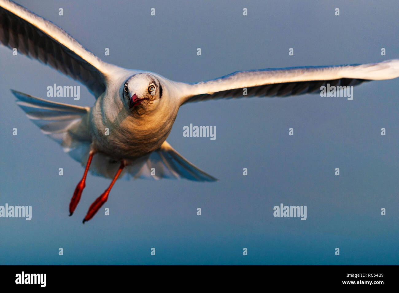 Black headed seagull, Chroicocephalus ridibundus, Mumbai, Maharashtra ...