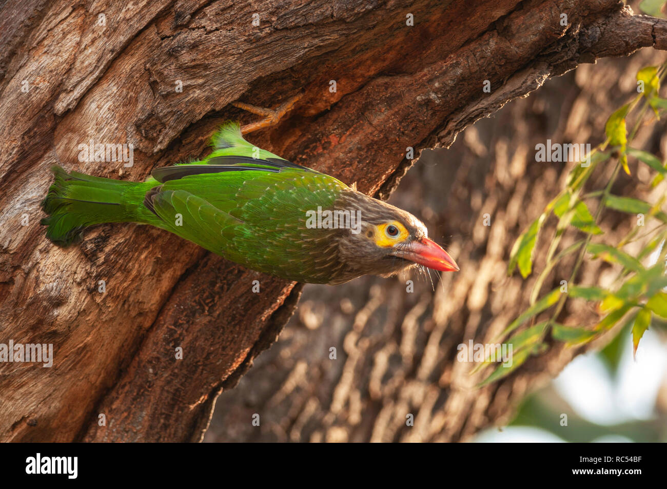 Mangifera zeylanica hi-res stock photography and images - Alamy