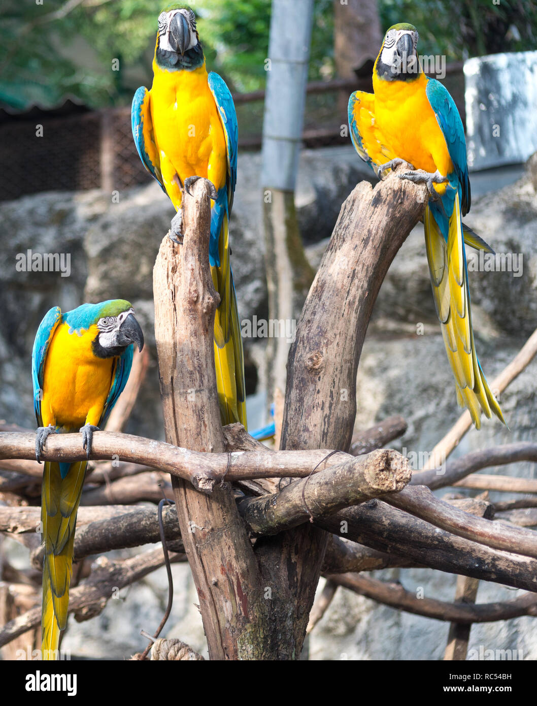 Group of parrots hi-res stock photography and images - Alamy