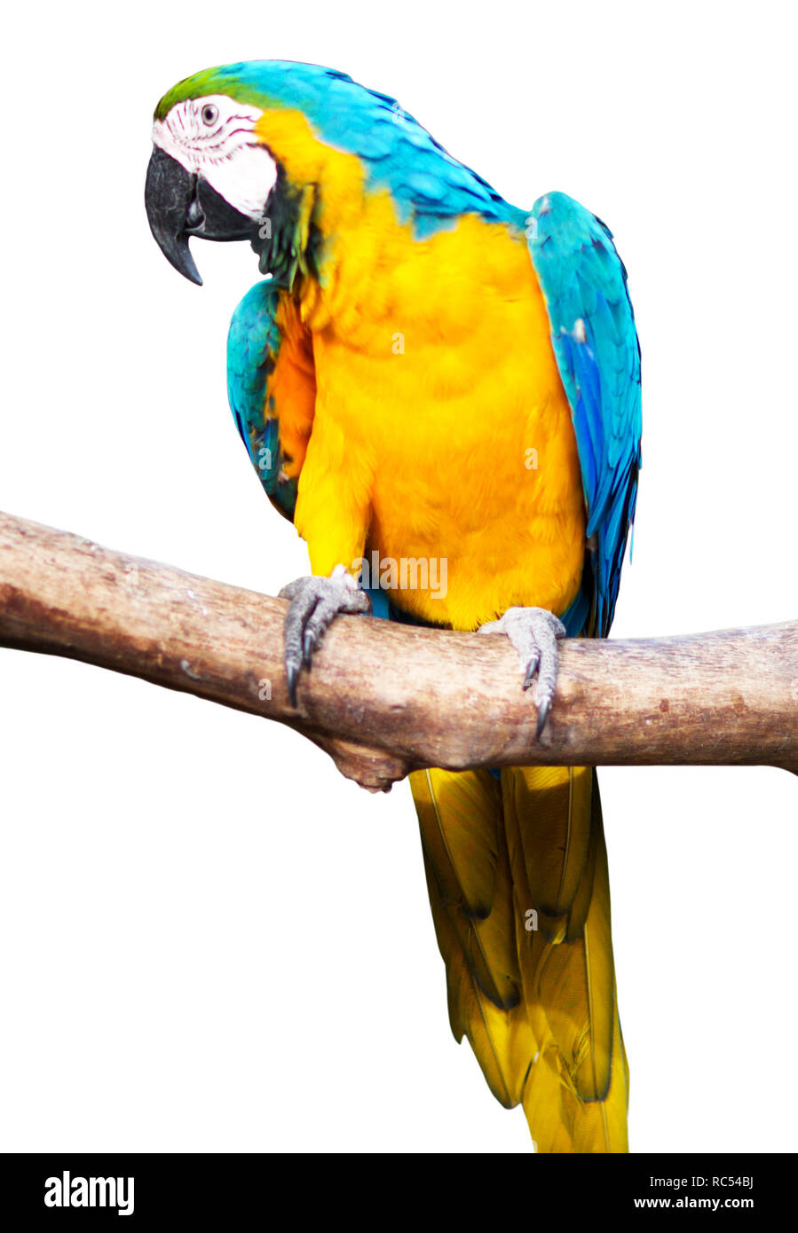 Bright parrot isolated on white background Stock Photo - Alamy