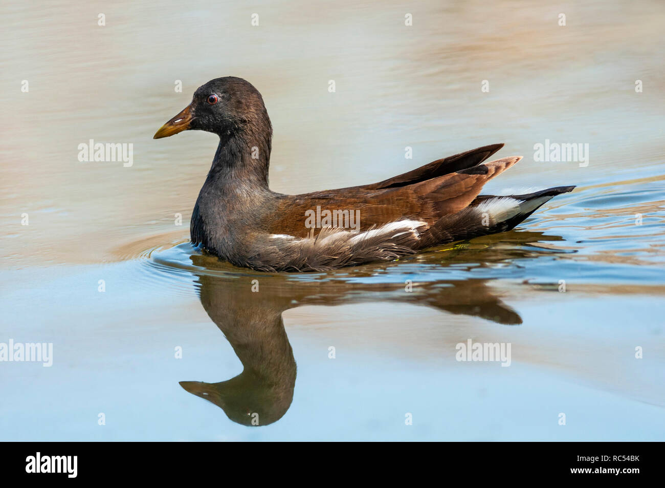Common moorhen, Gallinula chloropus, juvenile, , Bharatpur, Rajasthan ...