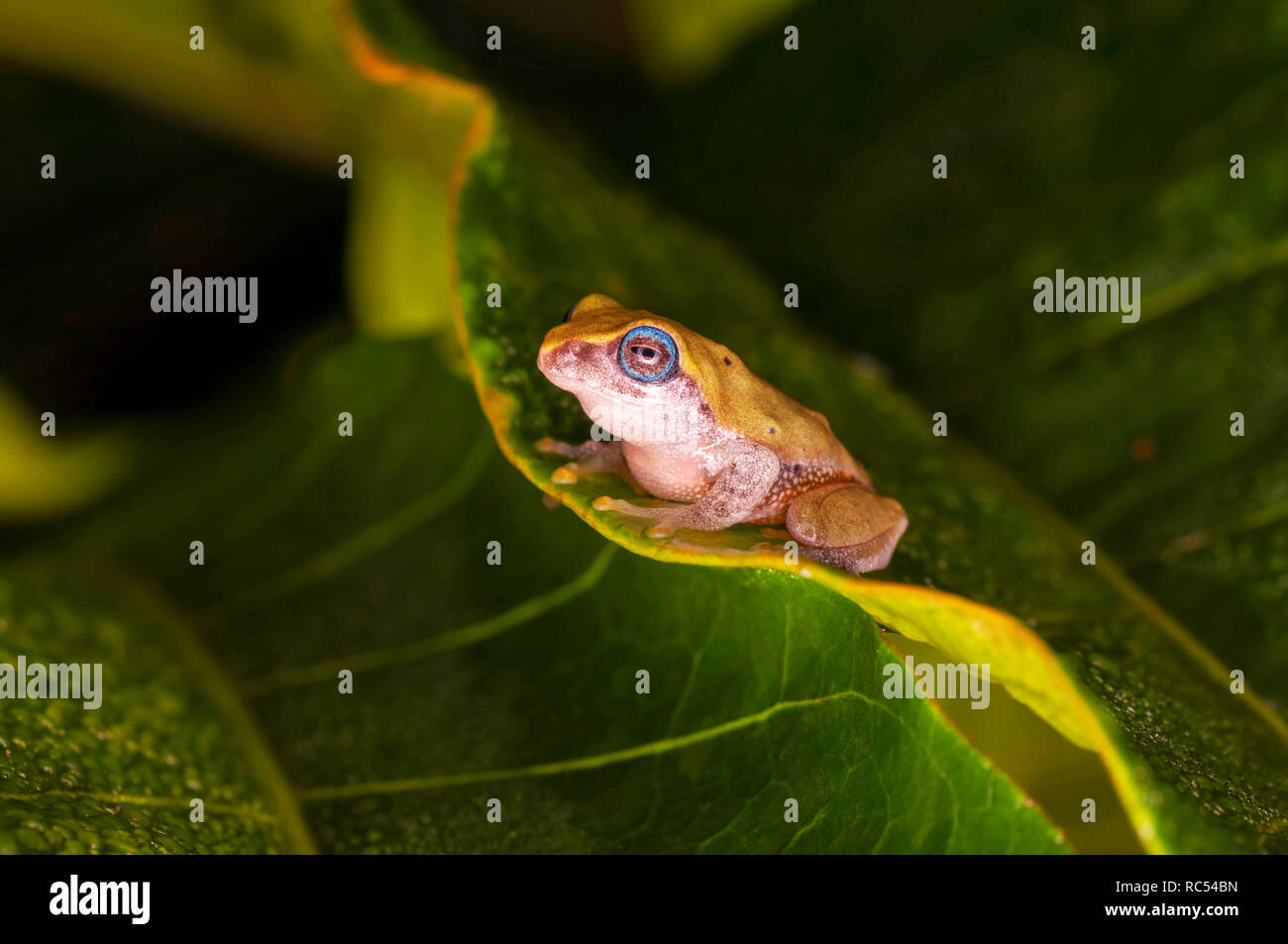 Yellow bush frog, Raorchestes luteolus, Coorg, Karnataka, India Stock ...