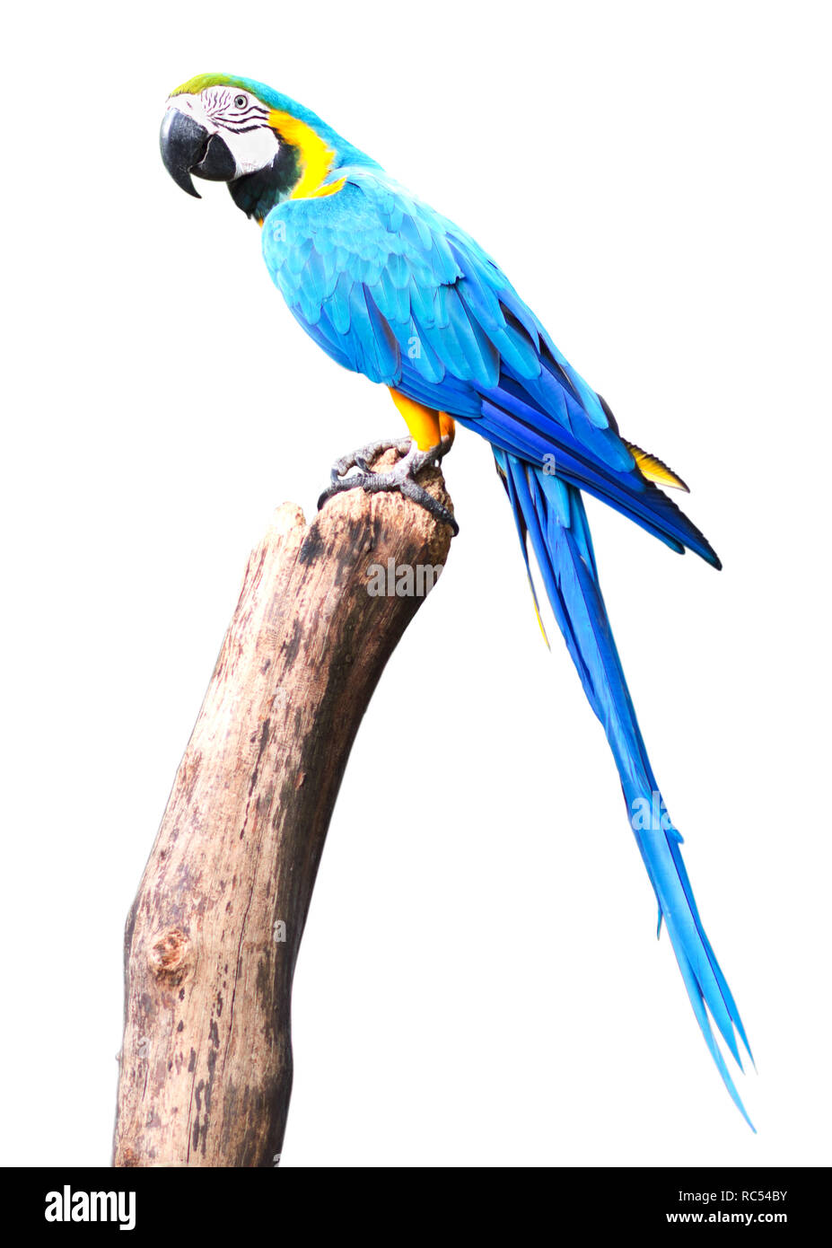 Bright parrot isolated on white background Stock Photo - Alamy