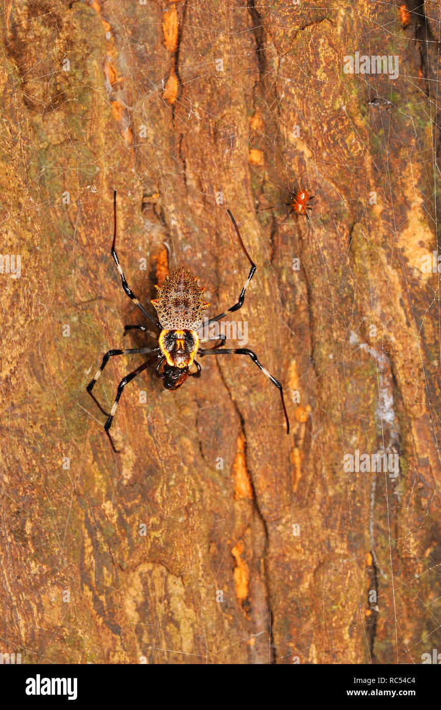 Ornate orb weaver spider hi-res stock photography and images - Alamy