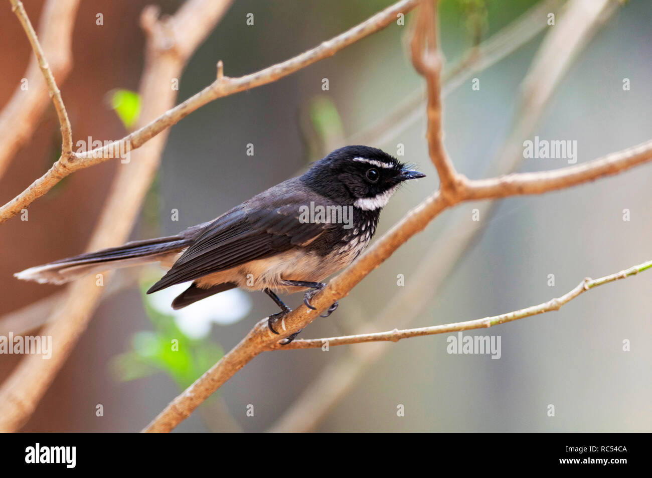 White throated fantail flycatcher hi-res stock photography and images ...