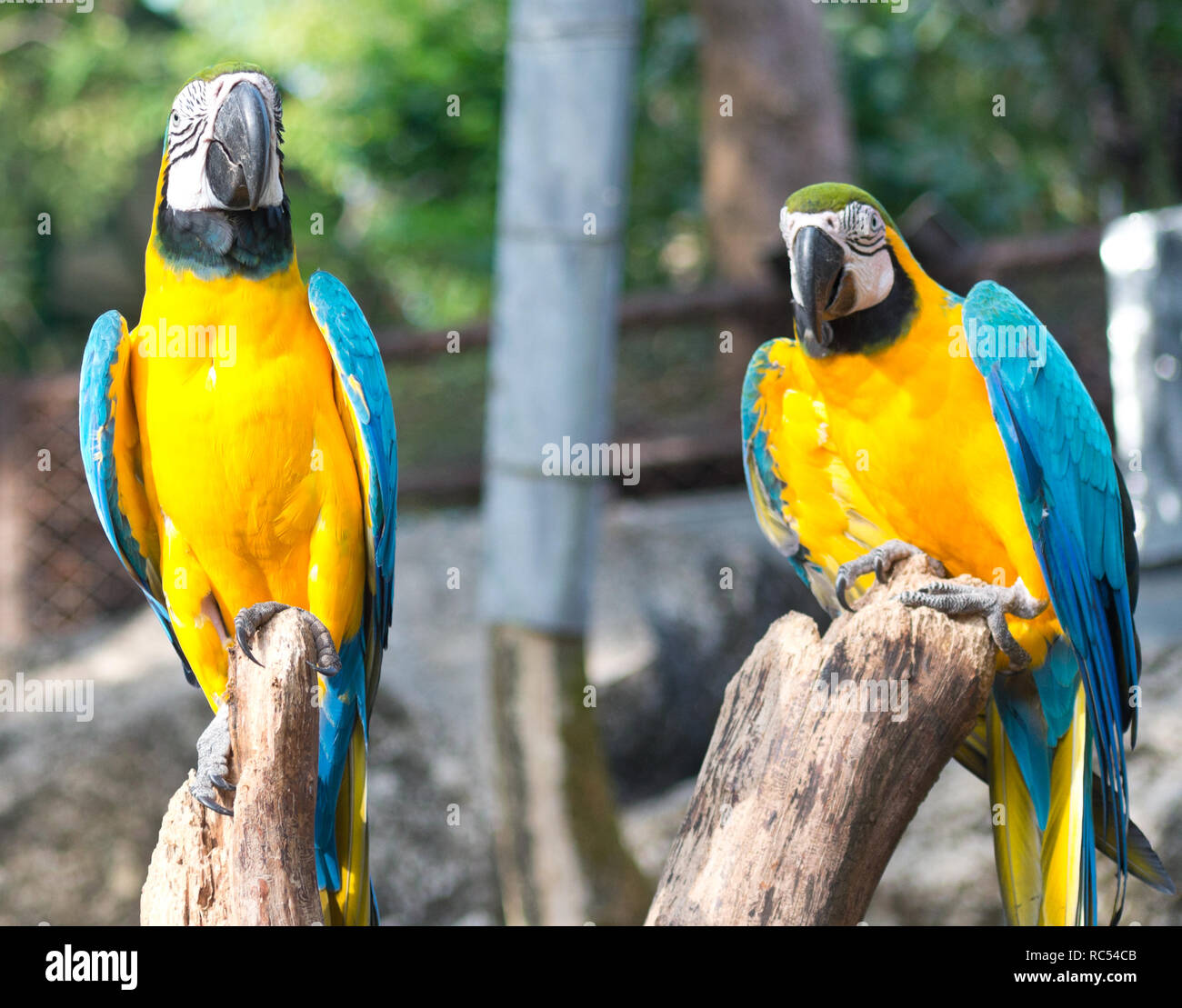 Group of parrots Stock Photo - Alamy