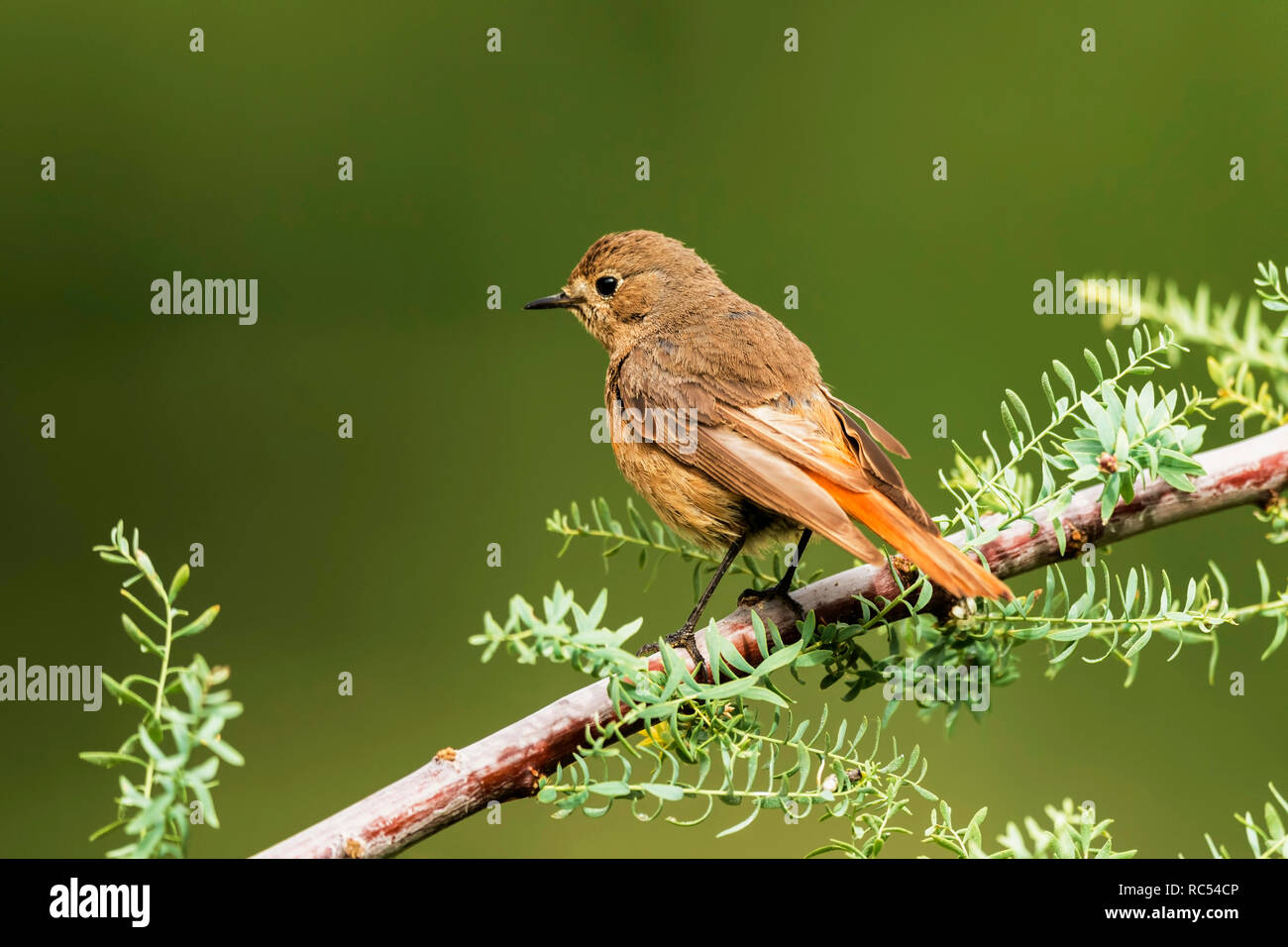 Black redstart, female, Phoenicurus ochruros, Nubra, Ladakh, Jammu and ...