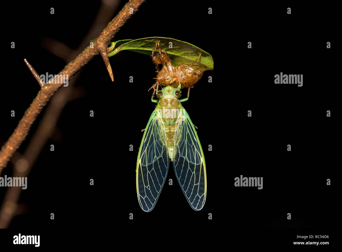 Cicada on molt, Cicadoidea, Matheran, Maharashtra, India Stock Photo ...