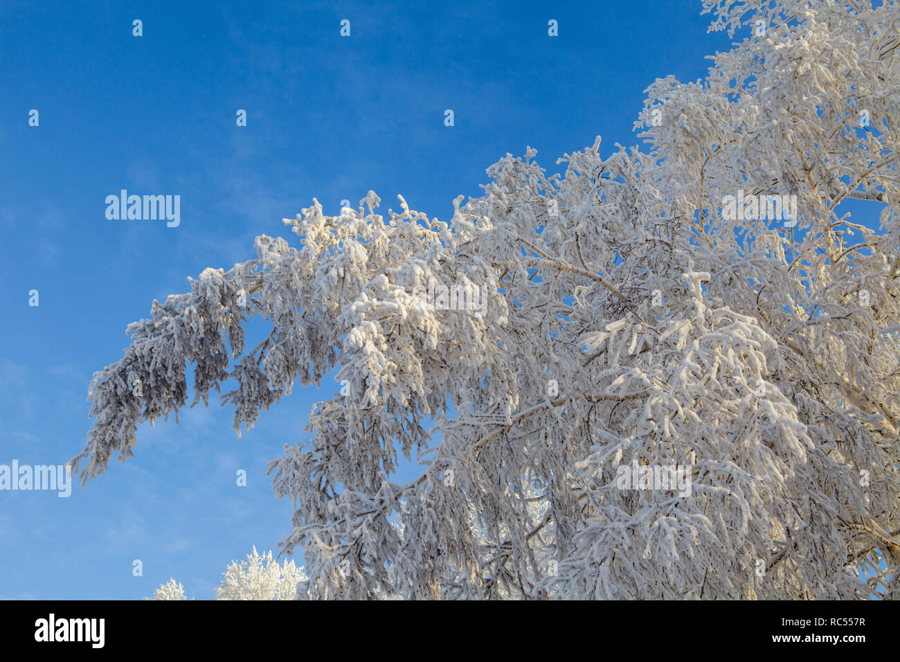 winter landscape, branches of trees in frost Stock Photo - Alamy