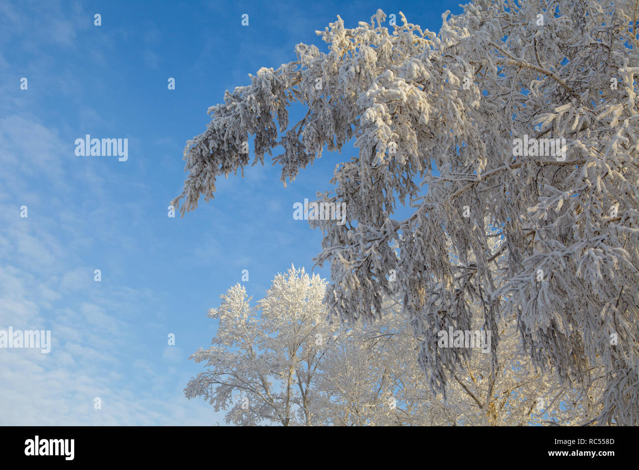 winter landscape, branches of trees in frost Stock Photo - Alamy