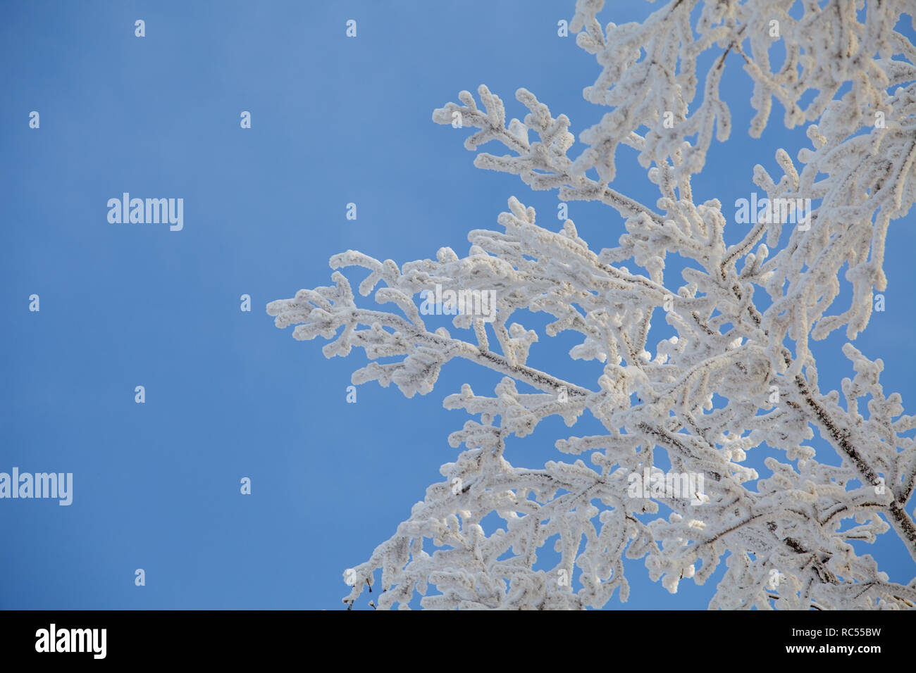 winter landscape, branches of trees in frost Stock Photo - Alamy