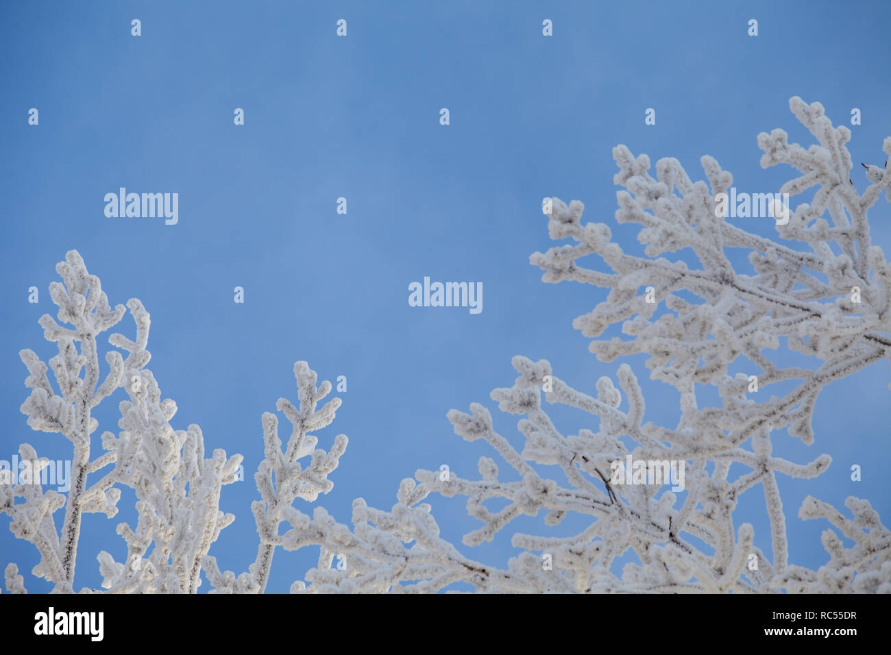 winter landscape, branches of trees in frost Stock Photo - Alamy