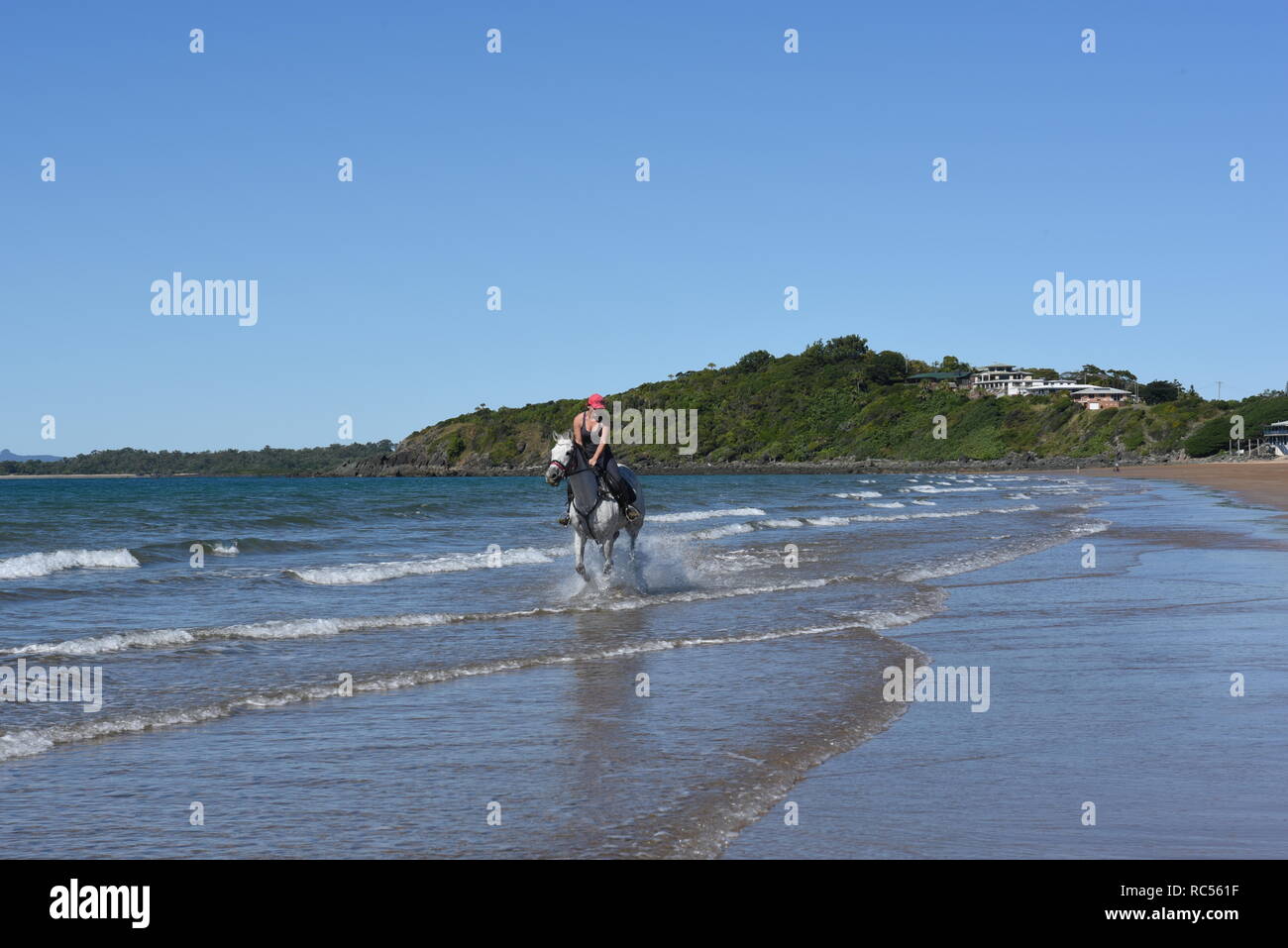 Cantering horse and rider in the shallow shoreline of Sarina Beach ...