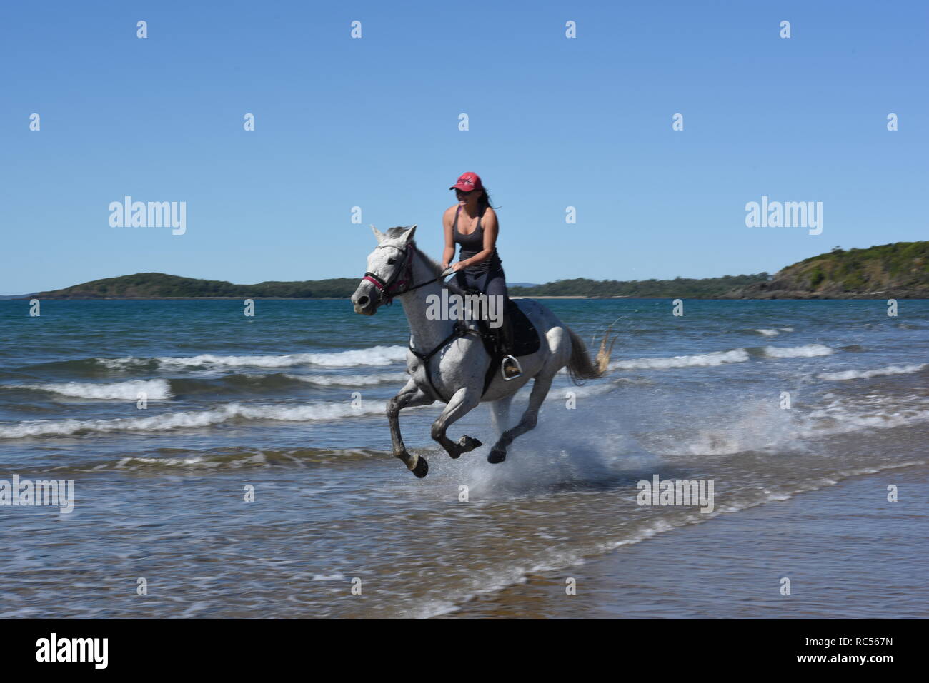 Cantering horse and rider in the shallow shoreline of Sarina Beach ...